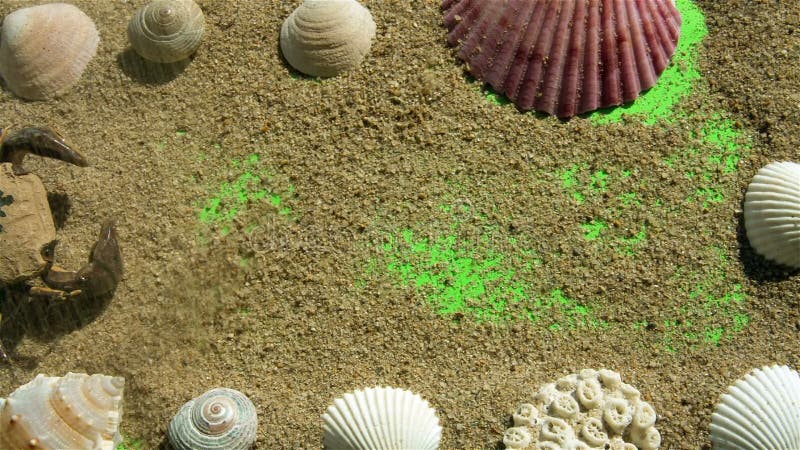 Seashells and Sand on a Green Screen. Stock Footage - Video of channel ...