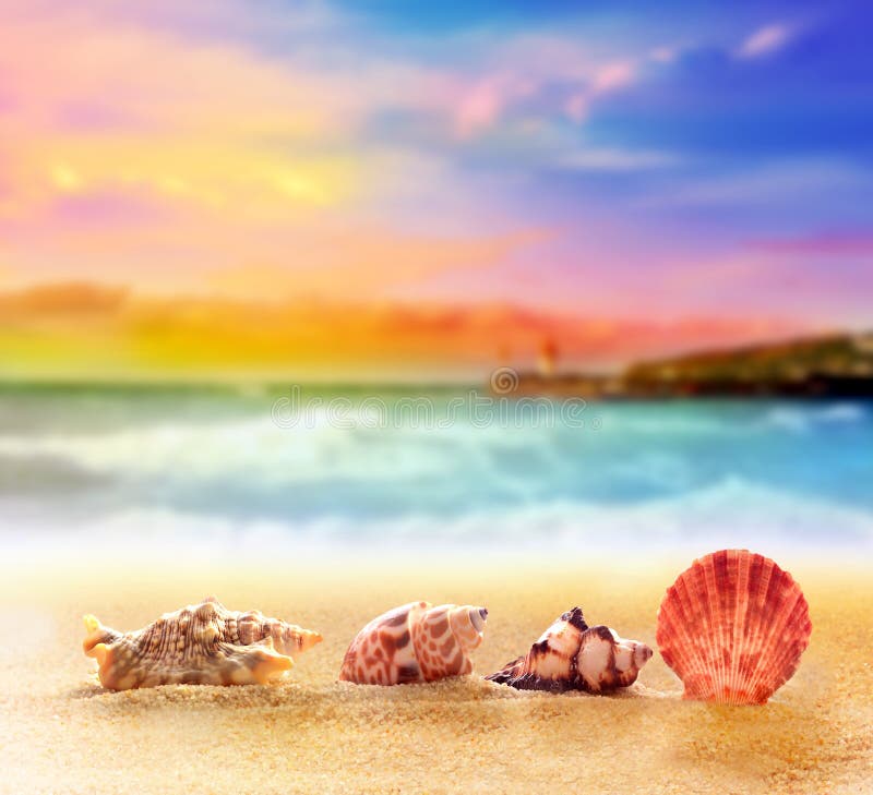 Seashells on Sand Near the Sea Stock Image - Image of seascape, ocean ...