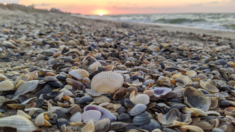 Seashells in the Sand at Sea Stock Image - Image of sand, backgroundn ...