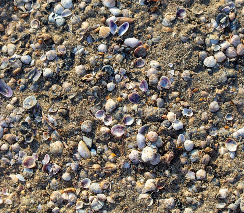 Seashells in the Sand on the Seashore As an Abstract Background ...