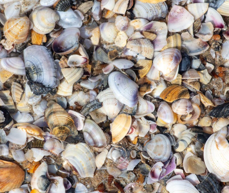 Seashells in the Sand on the Seashore As an Abstract Background ...