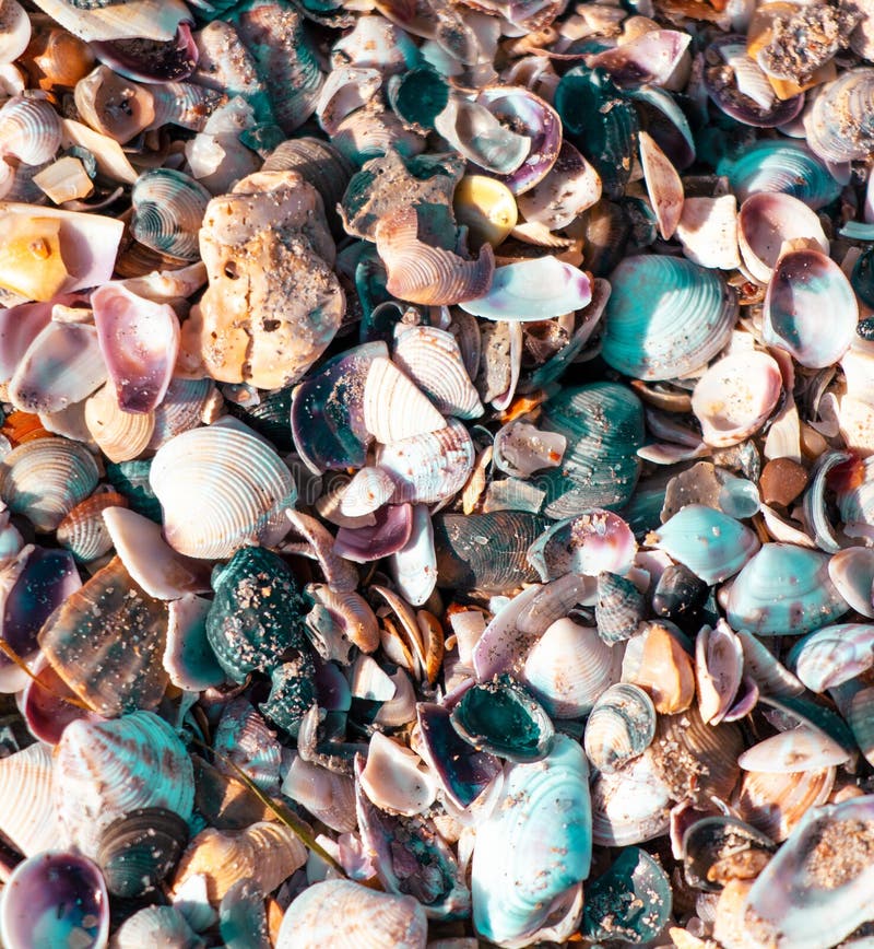Seashells in the Sand on the Seashore As an Abstract Background ...