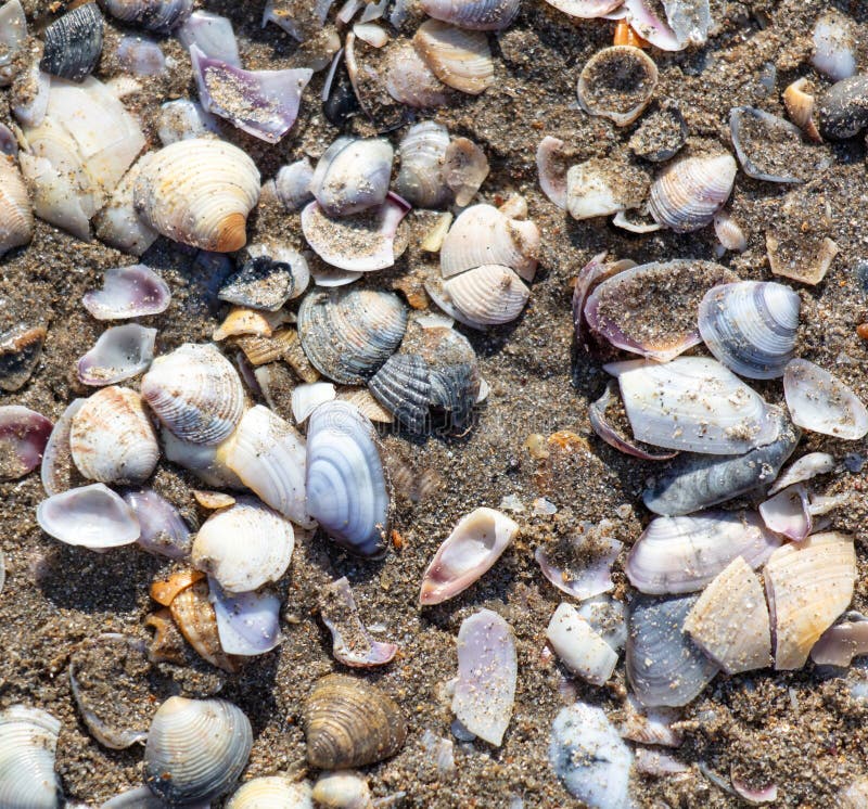 Seashells in the Sand on the Seashore As an Abstract Background ...