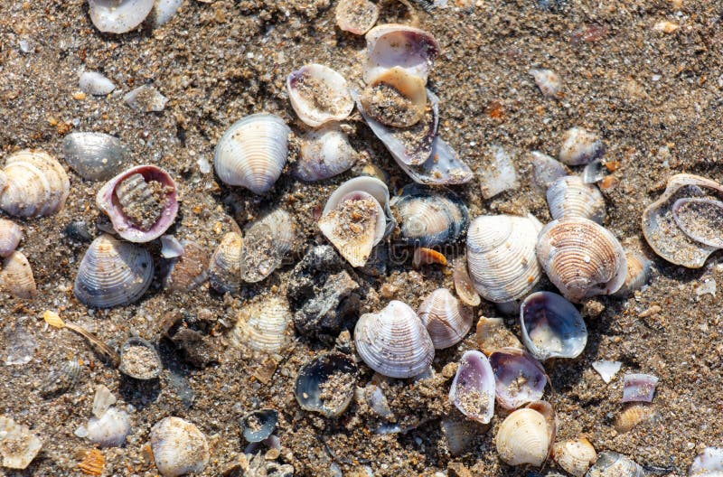 Seashells in the Sand on the Seashore As an Abstract Background ...