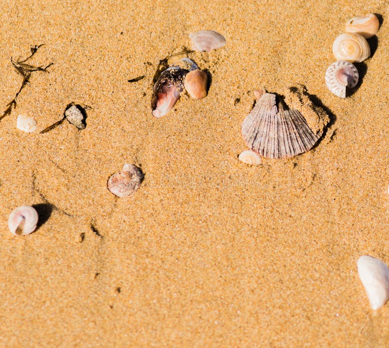 Seashells in the sand stock image. Image of ocean, nature - 85607843