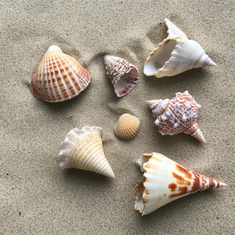 Seashells on the Sand. Summer Background. Top View Stock Illustration ...