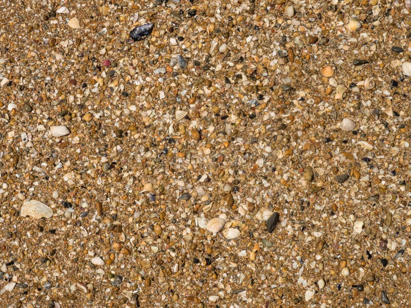 Seashells in sand stock image. Image of colorful, shell - 78531493