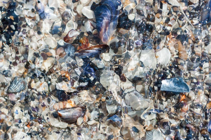 Seashells Sand Under the Water Stock Image - Image of seashells, water ...