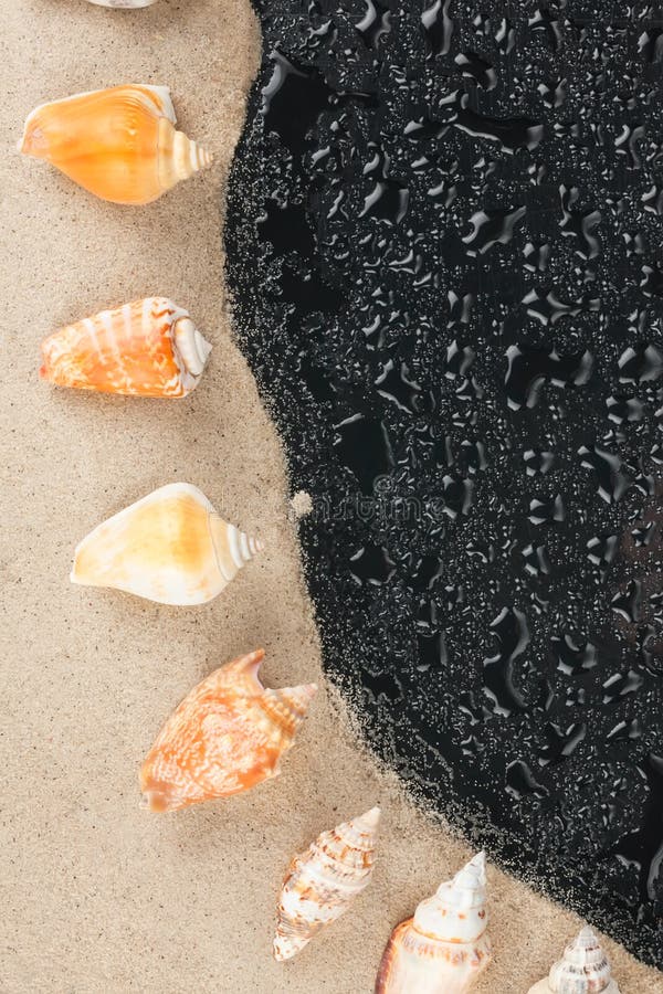 Seashells on the Sand and Water Droplets Stock Image - Image of ...