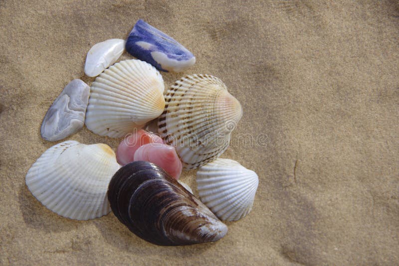 Seashells in the sand. stock photo. Image of shot, decoration - 192344096