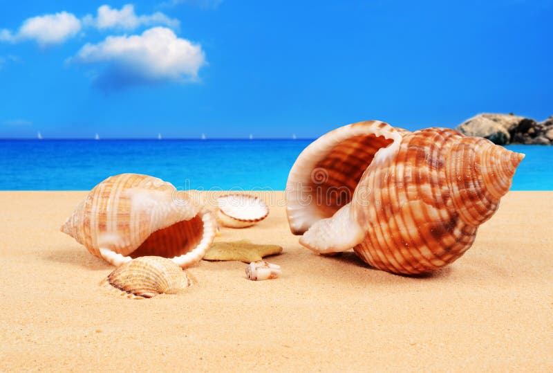 Seashells On The Sandy Beach Stock Photo - Image of escape, color: 29501572