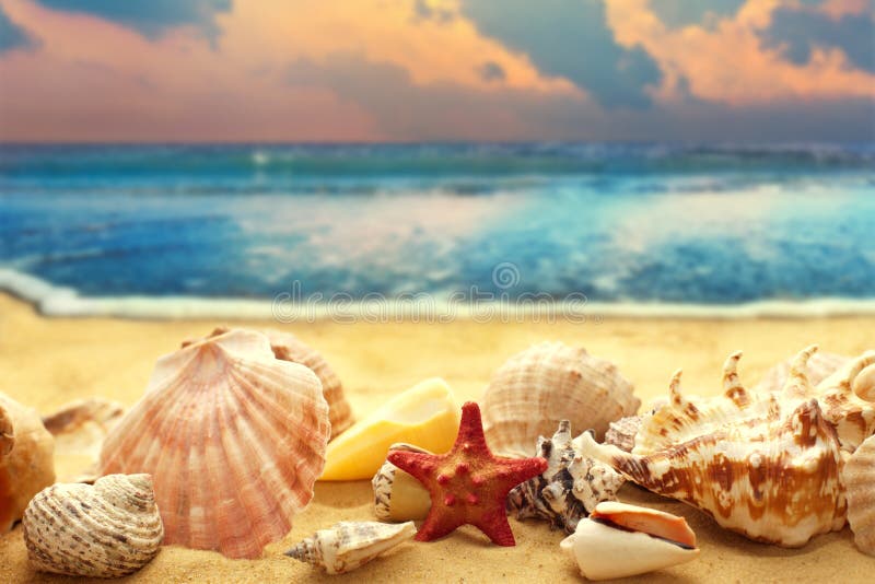 Seashells on beach stock photo. Image of coast, seashells - 5339834