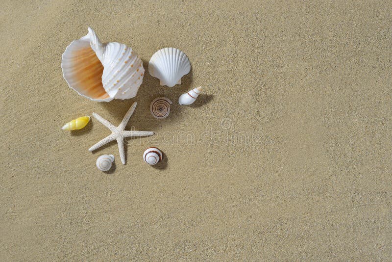 Seashells on the Sandy Beach Stock Photo - Image of shape, coastline ...