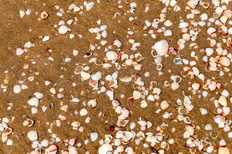 Seashells stock photo. Image of concept, coastline, marine - 34836074