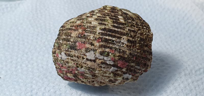 Seashells Sea Creatures Texture. Nature. Design Stock Image - Image of ...