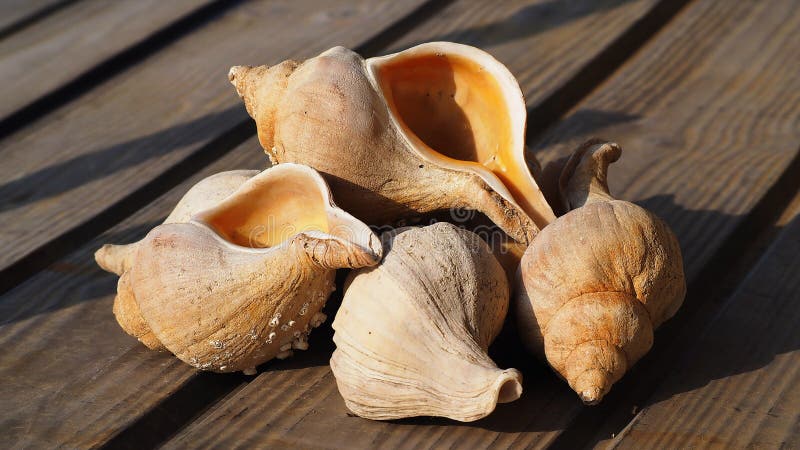 Seashells stock image. Image of seashell, closeup, mollusk - 227277203