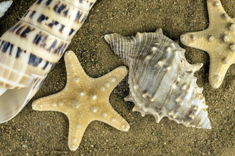 Shells on the Sand. Background for Summer Holidays at the Sea. Stock ...