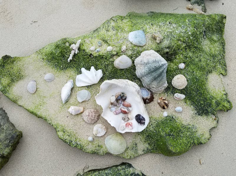 Seashells by the sea stock image. Image of sand, philippines - 159116715