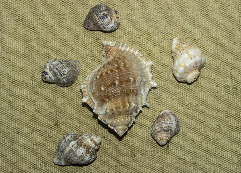 Seashells stock photo. Image of isolated, journey, florida - 182078658