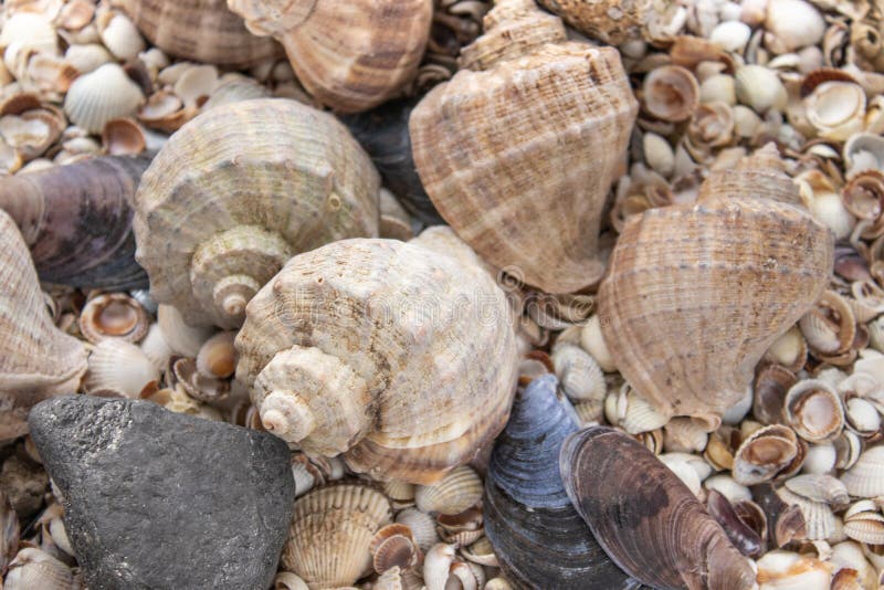 Seashells, Sea Shells - Textures or Backgrounds - Various Pebbles ...