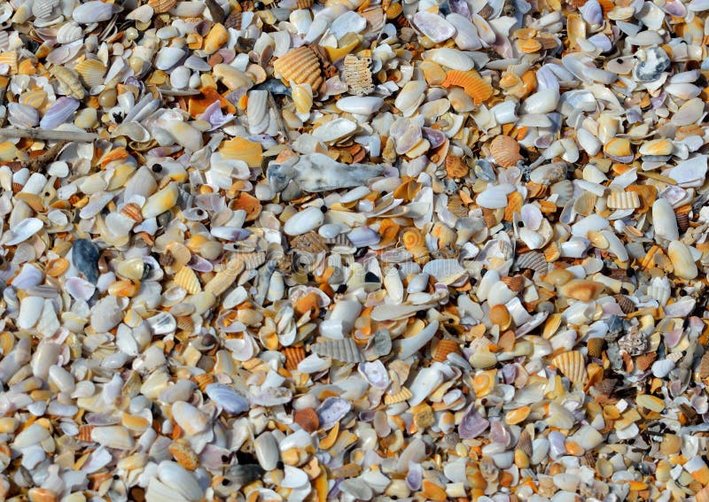 Seashells on sea shore stock image. Image of seashore - 35201001