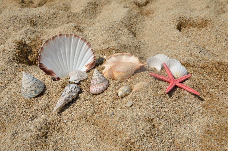 Seashells and Sea Star on Beach Sand Stock Image - Image of marine ...