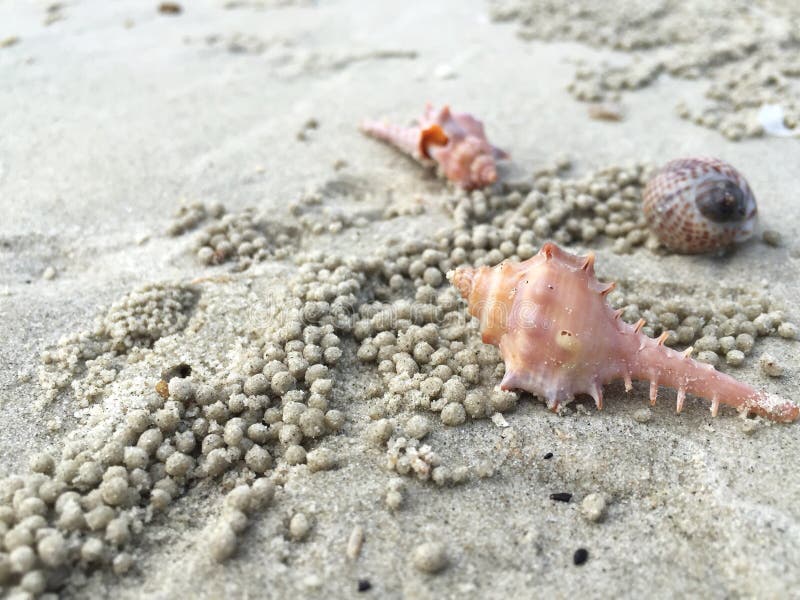 Seashells stock photo. Image of simply, hard, seashell - 115952798