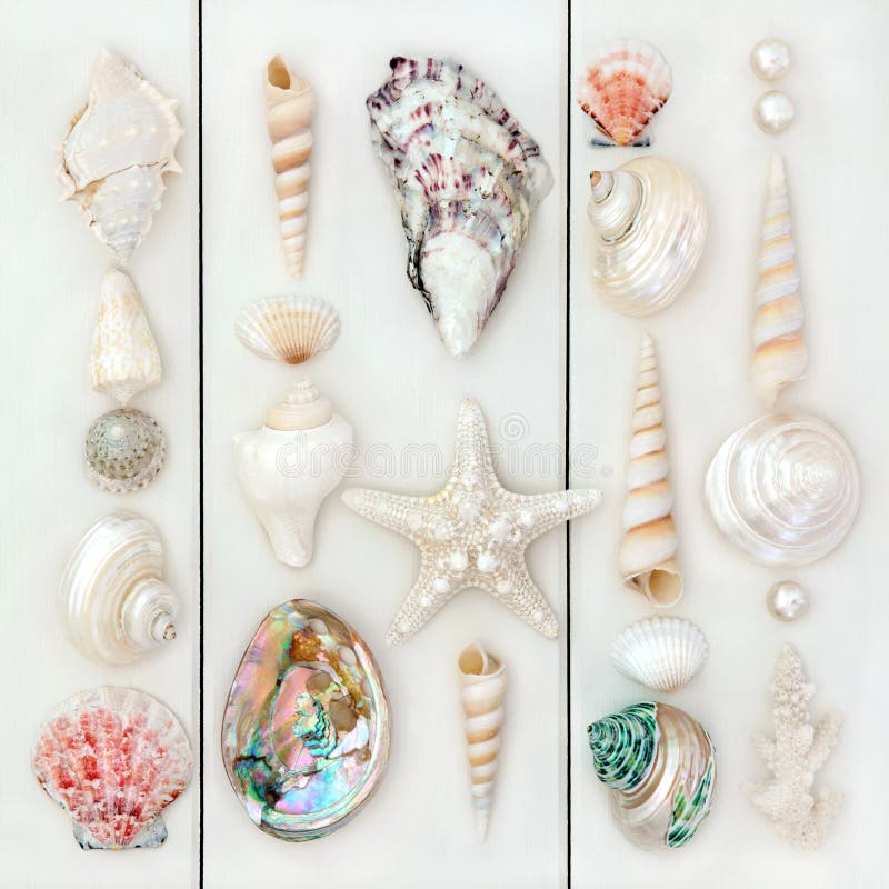 Seashells stock photo. Image of beach, mollusk, selection - 46463678