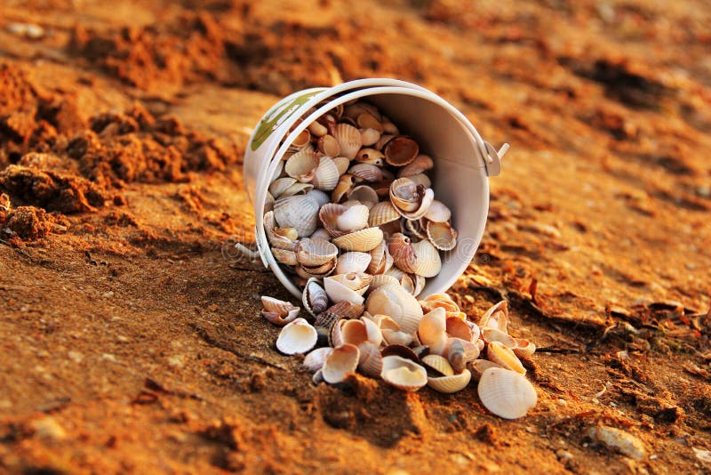 Seashells on the Seashore. Seashells in a Bucket Stock Photo - Image of ...