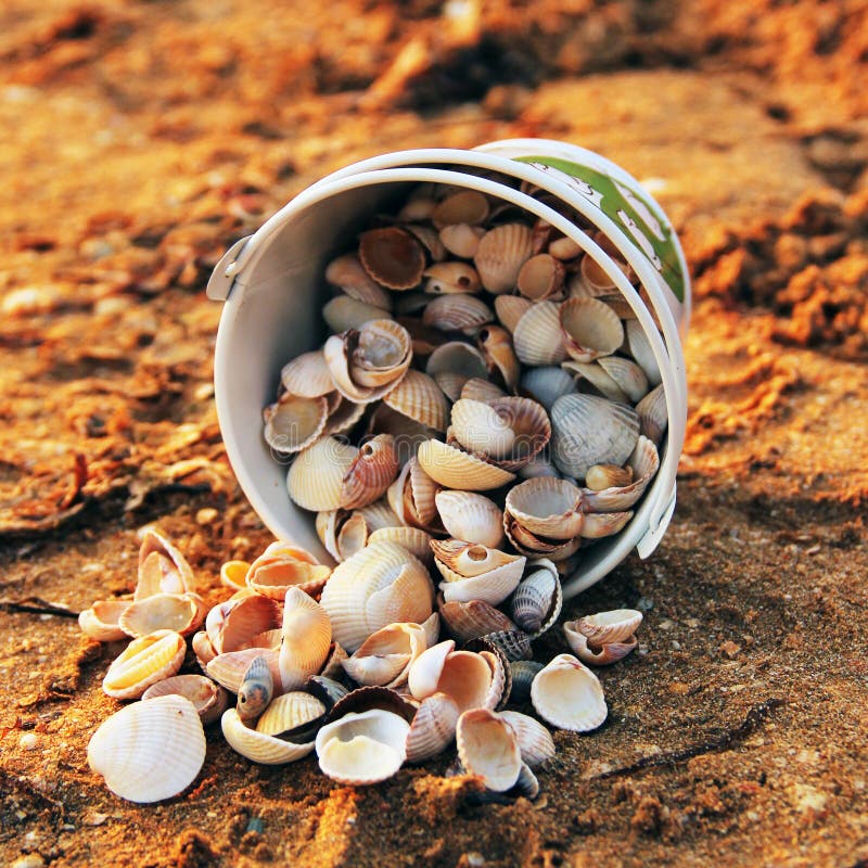 Seashells on the Seashore. Seashells in a Bucket Stock Image - Image of ...