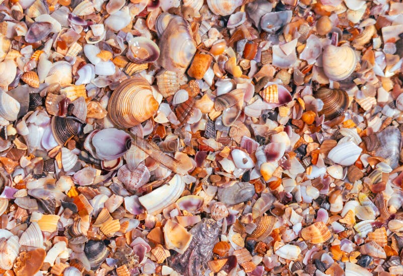 Seashells on the Seashore Close-up. Background Stock Photo - Image of ...