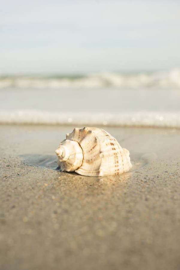 Seashells on the Seashore Ocean, Sand, Wave, Grass, Shoreline, Beach ...