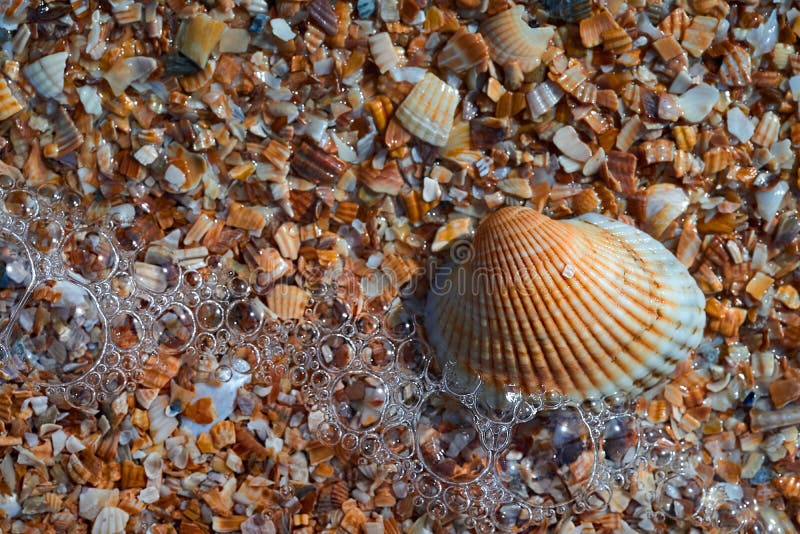 Seashells by the seashore stock image. Image of inborn - 237027895