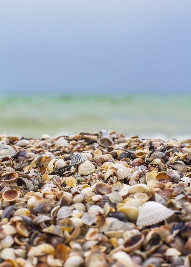 Seashells on seashore stock photo. Image of summer, object - 55921854