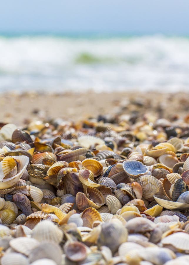 Seashells on seashore stock photo. Image of summer, object - 55921854