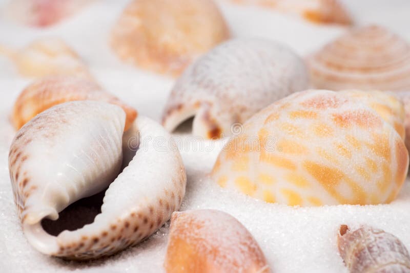 Seashells on the Seashore and Summer Beach Stock Photo - Image of ...