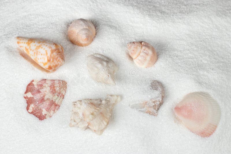 Seashells on the Seashore and Summer Beach Stock Image - Image of copy ...
