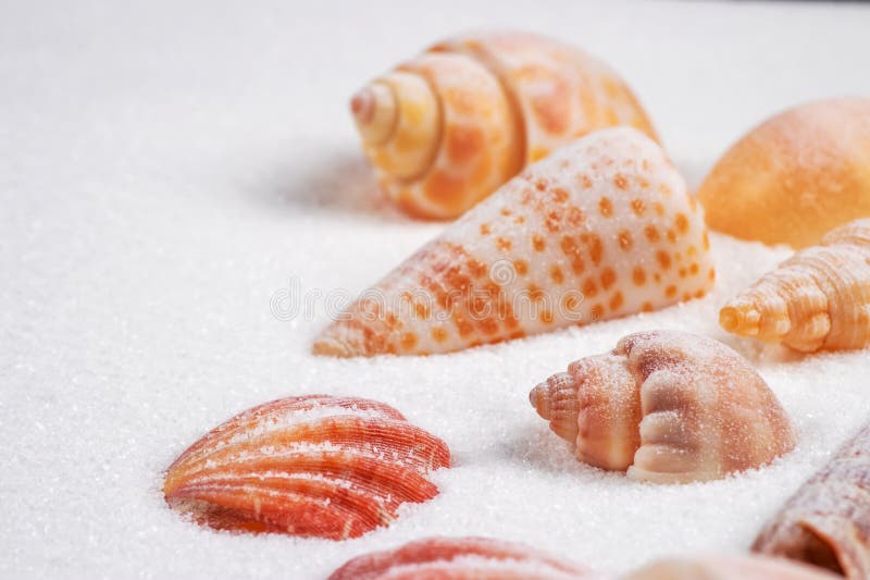 Seashells on the Seashore and Summer Beach Stock Photo - Image of space ...