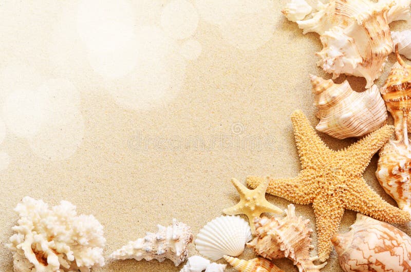 Seashells on Seashore in Tropical Beach Stock Image - Image of starfish ...