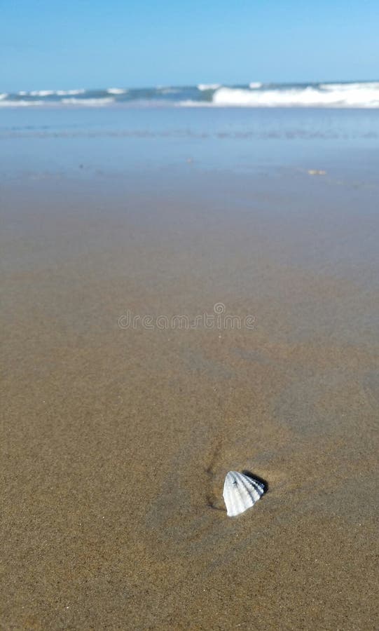 Seashells by the seashore stock photo. Image of seashells - 77583240