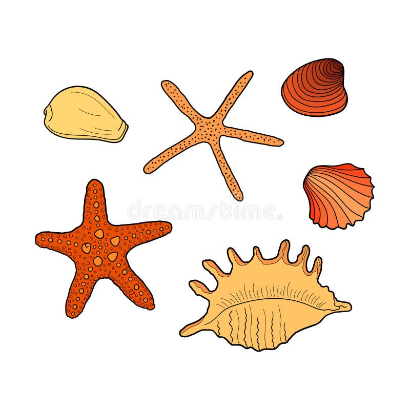 Seashells Set. Collection of Sea Shells Different Forms. Hand-drawn ...