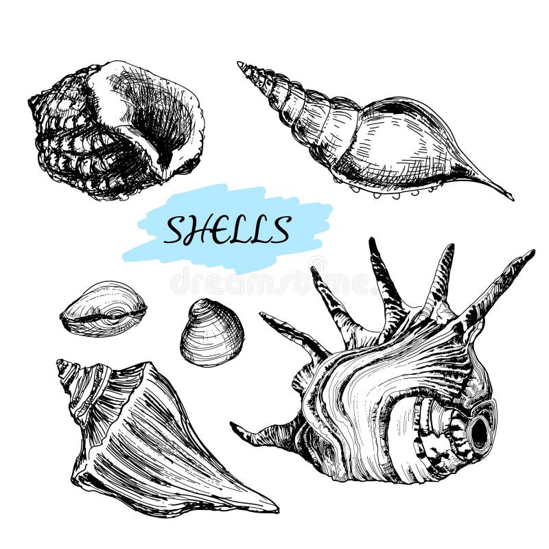 Cowrie Shell Stock Illustrations – 119 Cowrie Shell Stock Illustrations ...