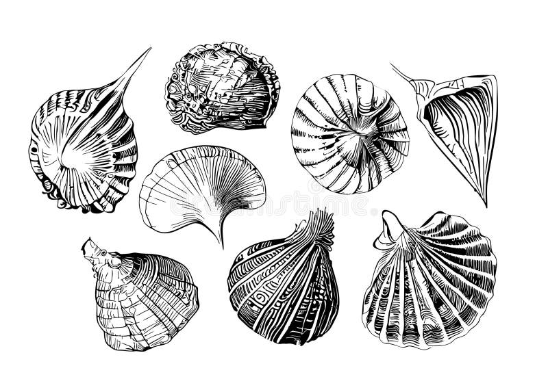 Seashells Set Hand Drawn Sketch Vector Illustration Sea Animals Stock ...