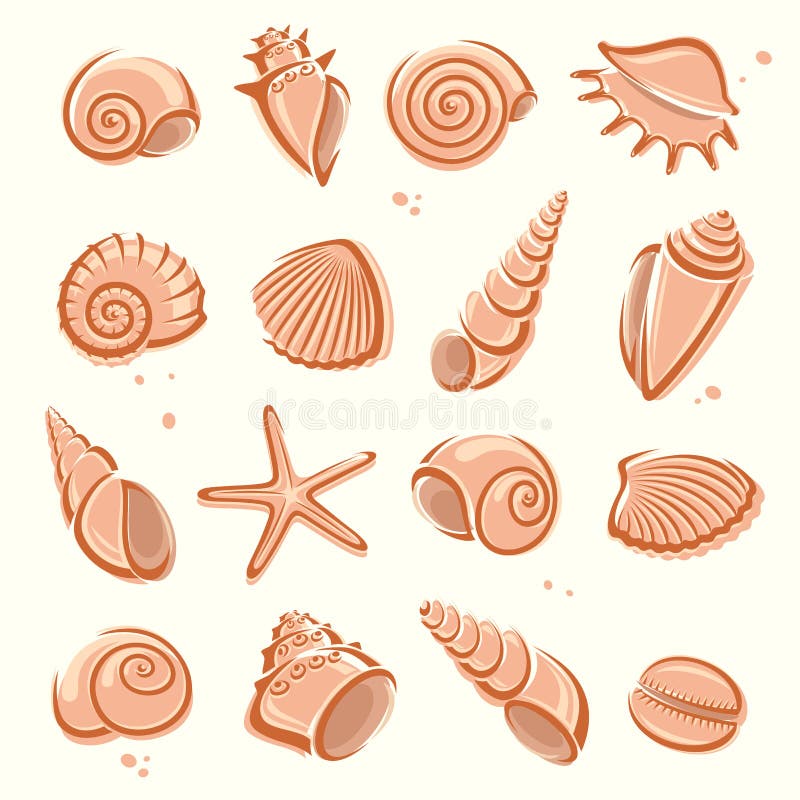 Seashells set. Vector stock vector. Illustration of scallop - 32516432