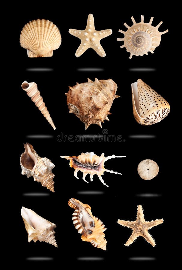 Seashells set. stock image. Image of travel, nature, isolated - 31800325
