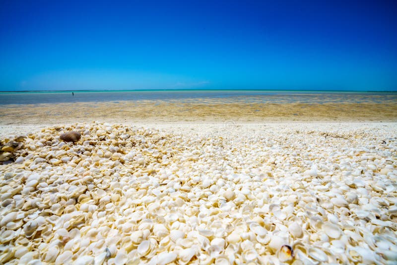 Seashells at Shell Beach, Coral Coast, Western Australia 9 Stock Image ...
