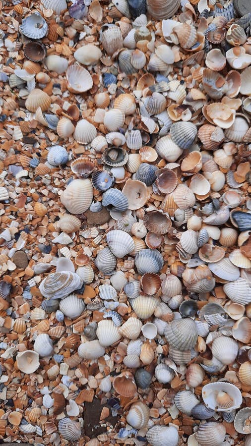 Seashells. Shell beach stock photo. Image of beach, screen - 226429790
