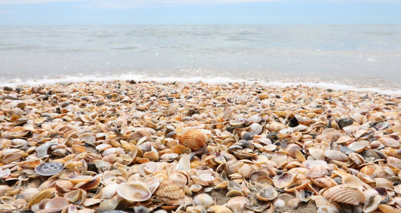 Seashells Shells on the Beach by the Sea Stock Photo - Image of close ...