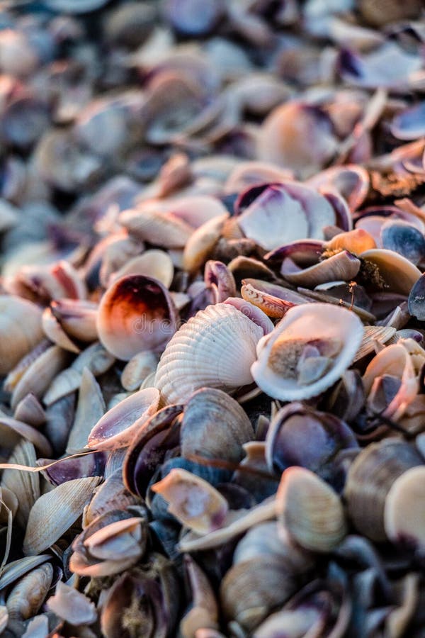 Seashells on the shore stock photo. Image of seashells - 91201790