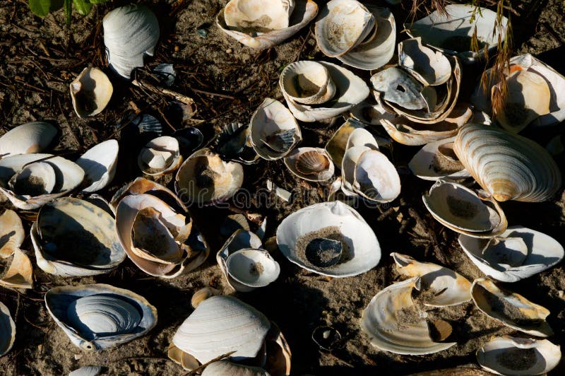 Seashells on the Shore stock image. Image of ocean, jersey - 77460427
